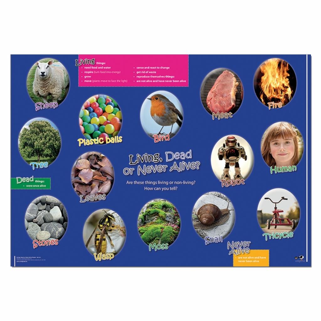 Dead or Never Alive poster