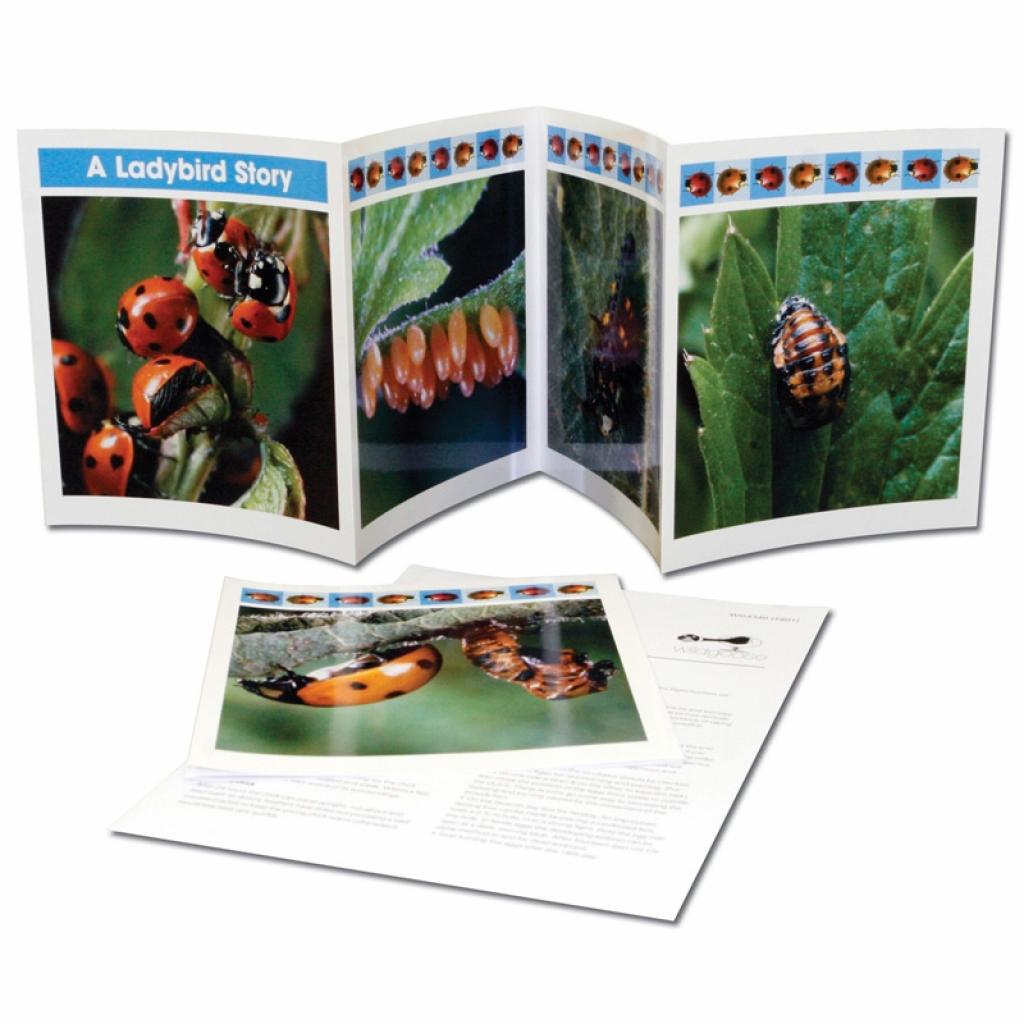 Ladybird Story - Life Cycle Frieze