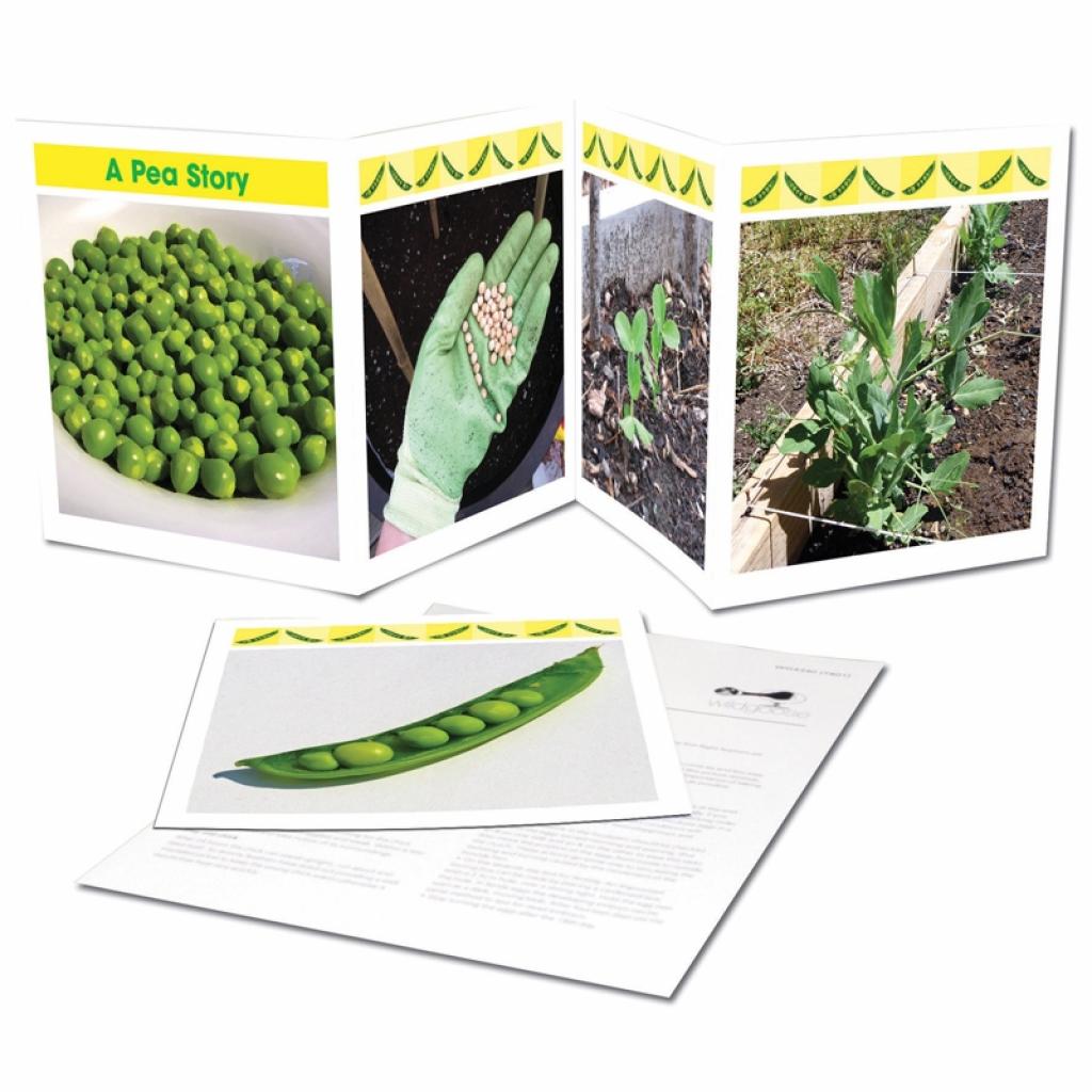 Pea Story - Life Cycle Frieze