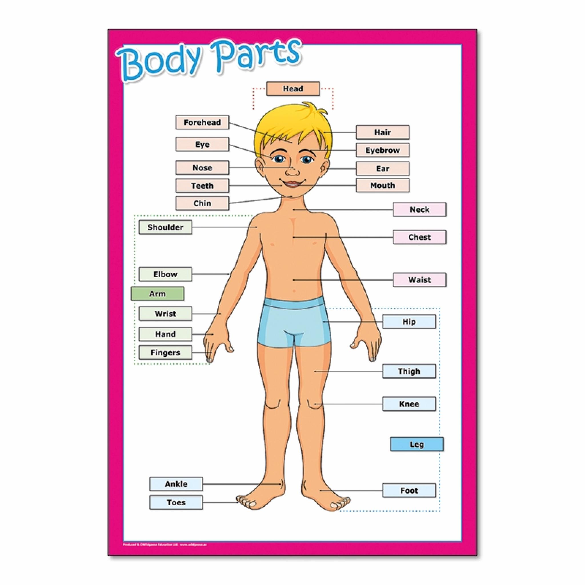Human Body Parts Poster For Kids Human Body Parts Poster For Kids