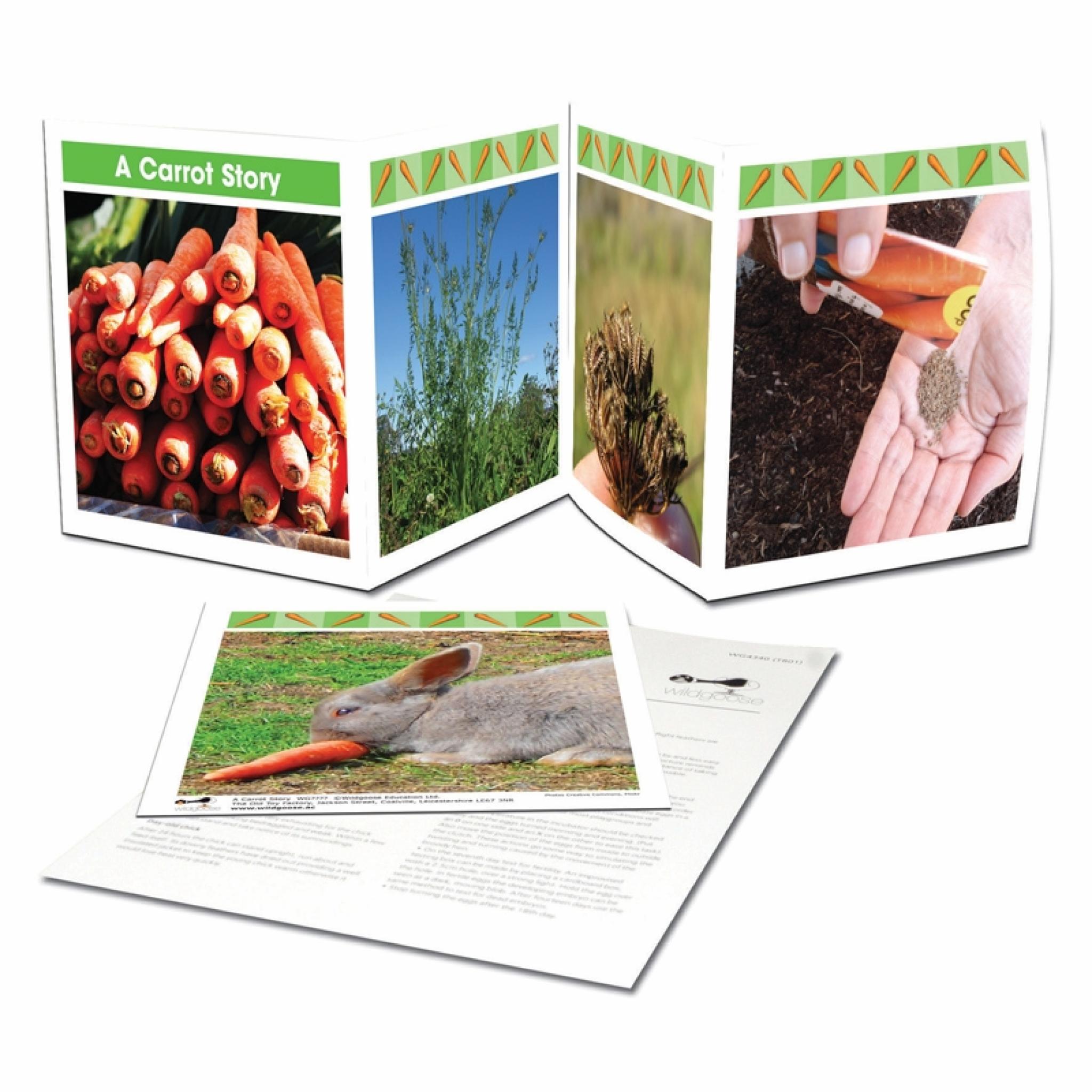 Carrot Story - Life Cycle Frieze